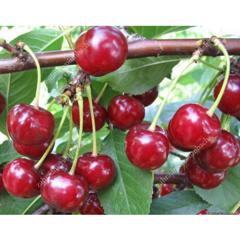 Čudovišňa čerešňo-višňa