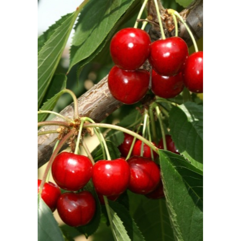 Sweetheart čerešňa neskorá chrupka samoopelivá sladká a aromatická s ...