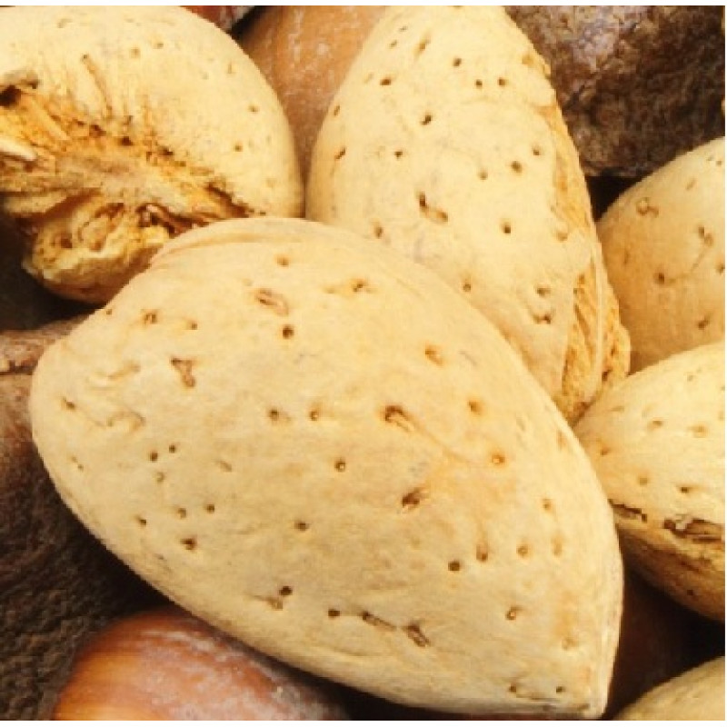 Sladkoplodá Krajová mandla strom veľké plody predaj