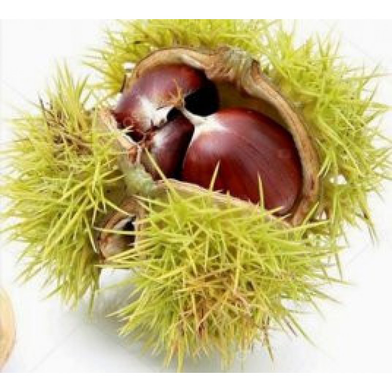 Maraval Gaštan jedlý nenáročný velmi velke plody strom odolný