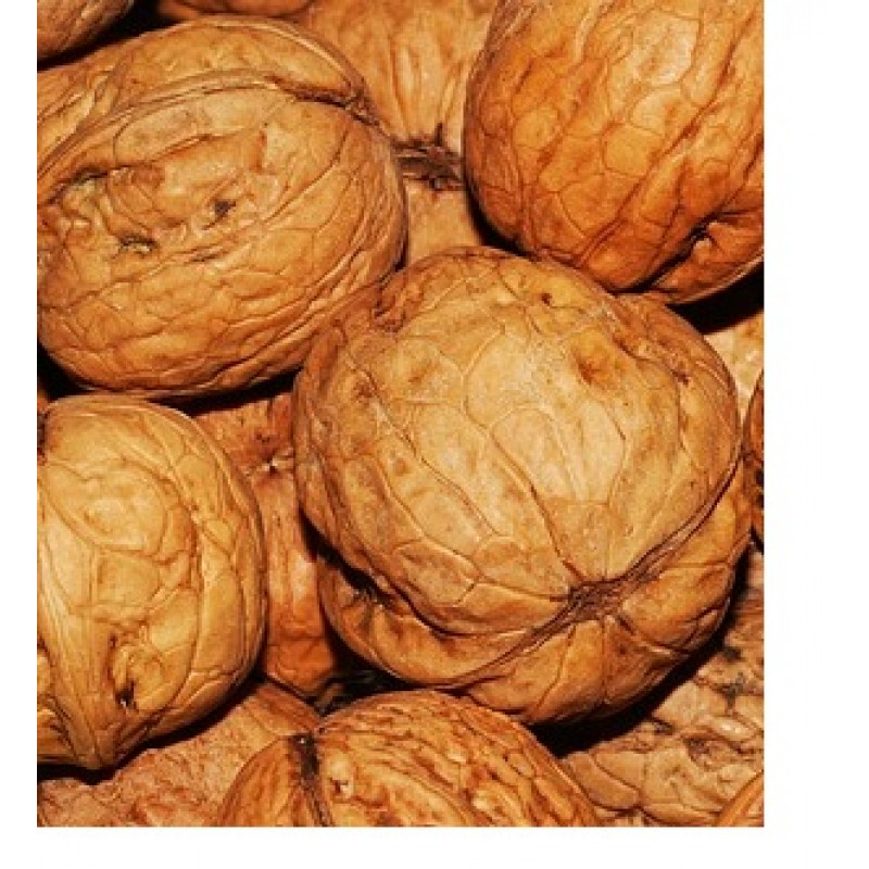 Apollo orech polopapierak veľký plod strom predaj