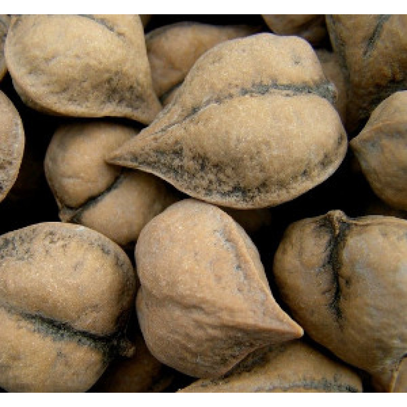 Apollo orech polopapierak veľký plod strom predaj