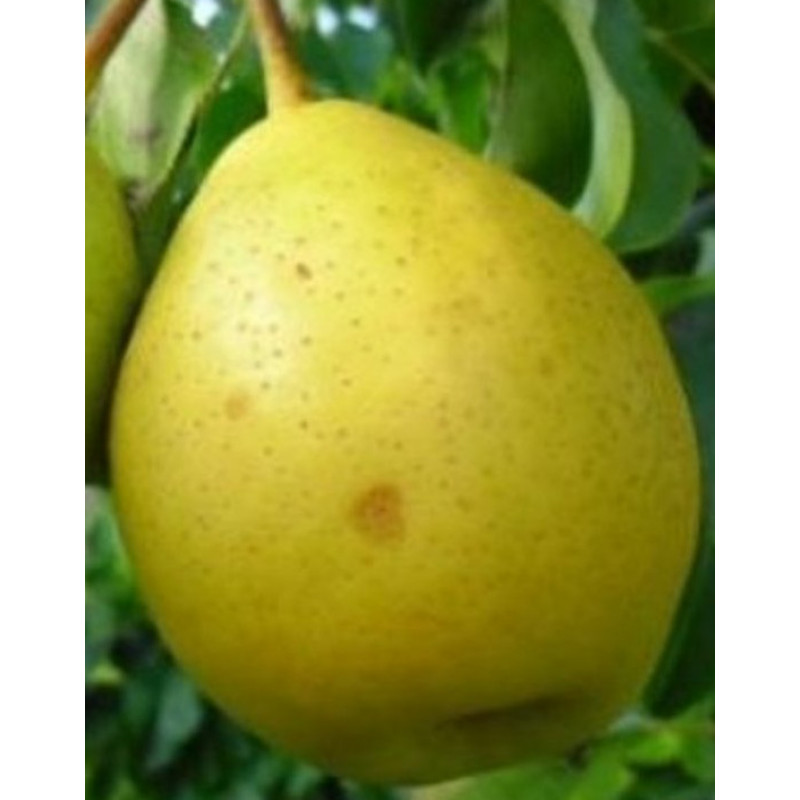 Hong-Li ázijská nashi hruška prostokorenná podpník plánka