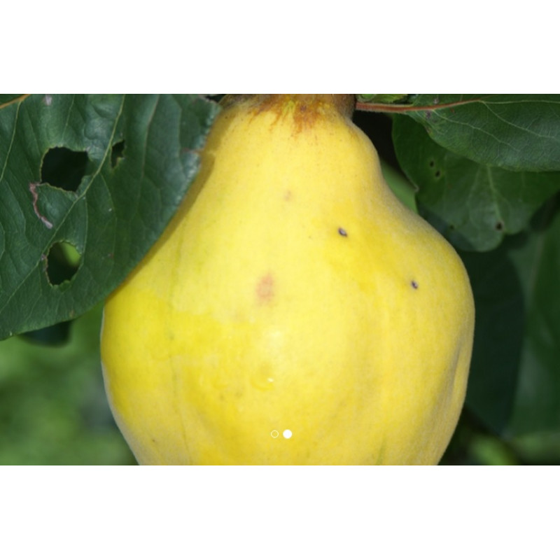 Muskatnaja dula rezistetntná žltá voňavá aromatická
