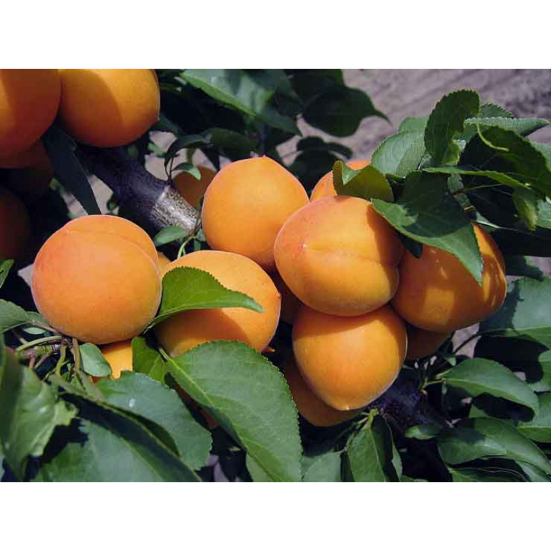 Maďarská marhuľa ovocny strom šťavnatá veľmi sladká