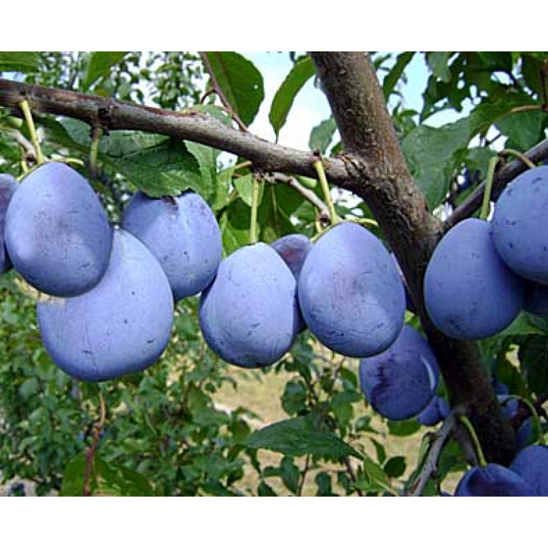 Elena slivka samoopelivá neskorá ovocny strom