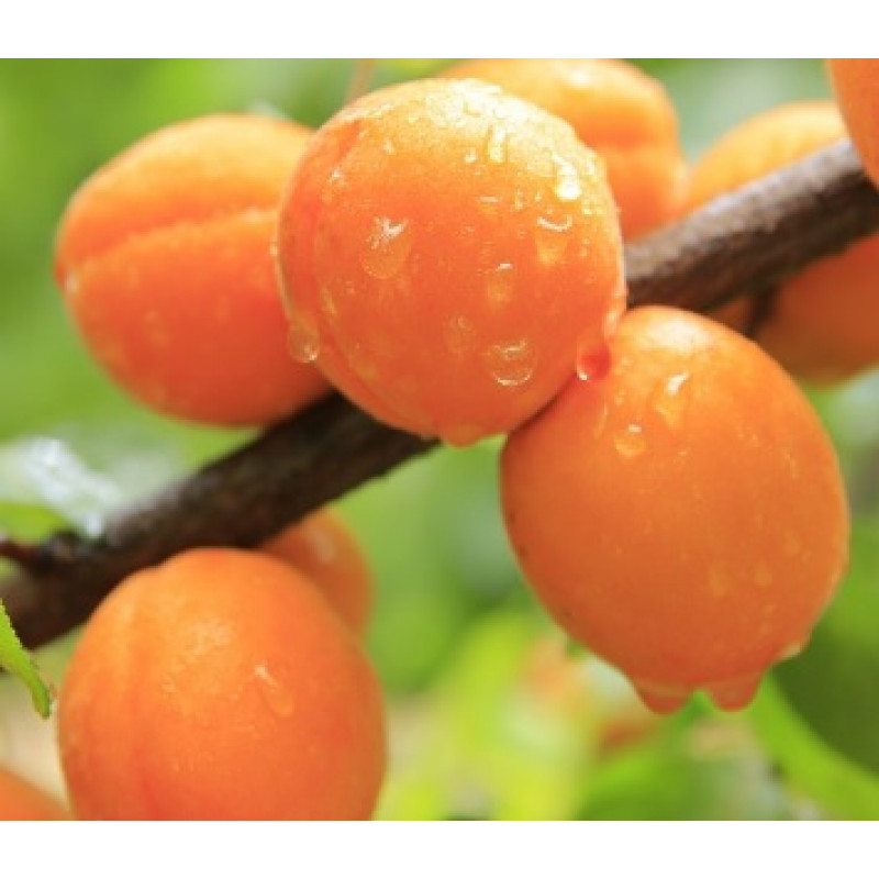 Frisson Marhula neskorá odroda velľmi sladká ovocný strom