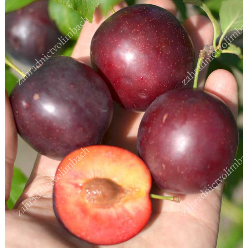 Obilnaja Sibírska slivka kríženec veľmi skorá mrazu odolnejšia