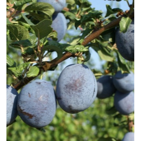 Haganta slivka vysoko úrodná na palenku