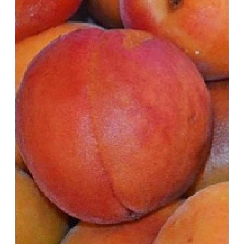 Harcot Marhuľa stredne skorá ovocný strom