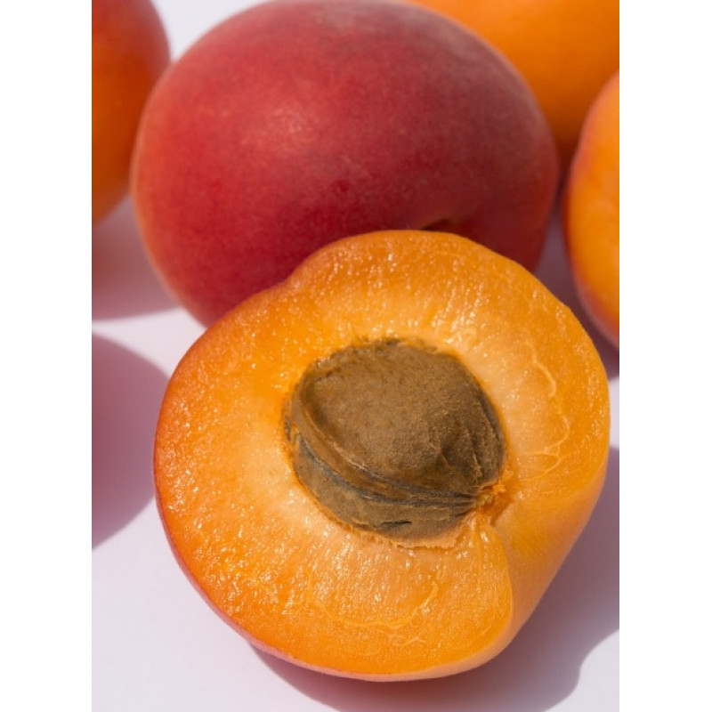 Harogem marhuľa mrazuodolná samoopelivá vysoká a pravidelná úroda