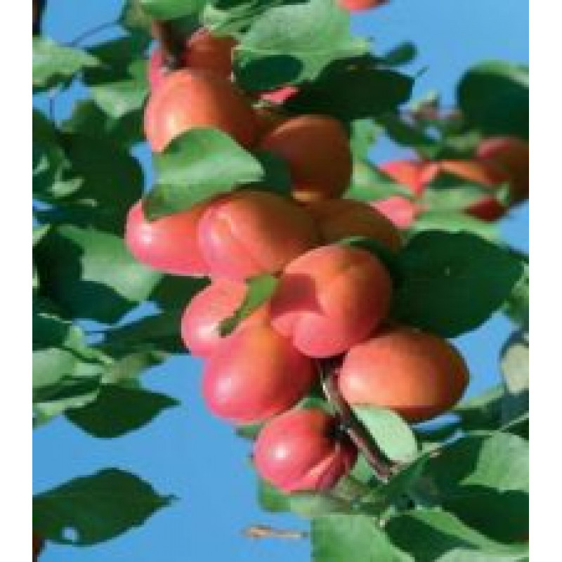 Tsunami Marhuľa skorá ovocny strom vysoká úrodnosť