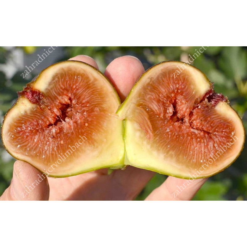 Bornholm's Diamond Ficus carica figovník mrazuvzdornejší