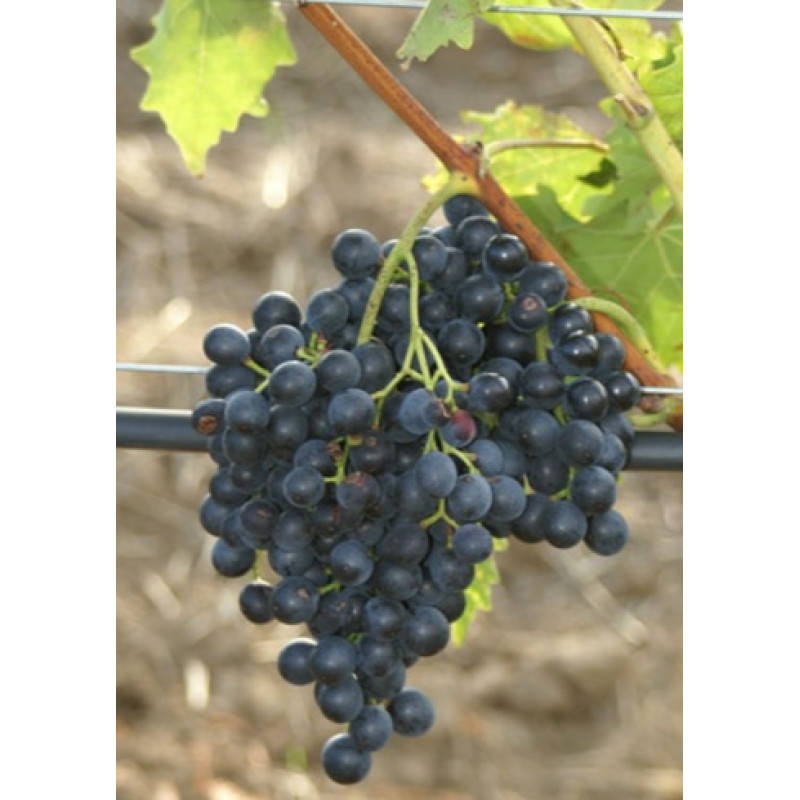 Muscat Blue vinič stolový rezistentný bezsemenný skorý muškátová aróma