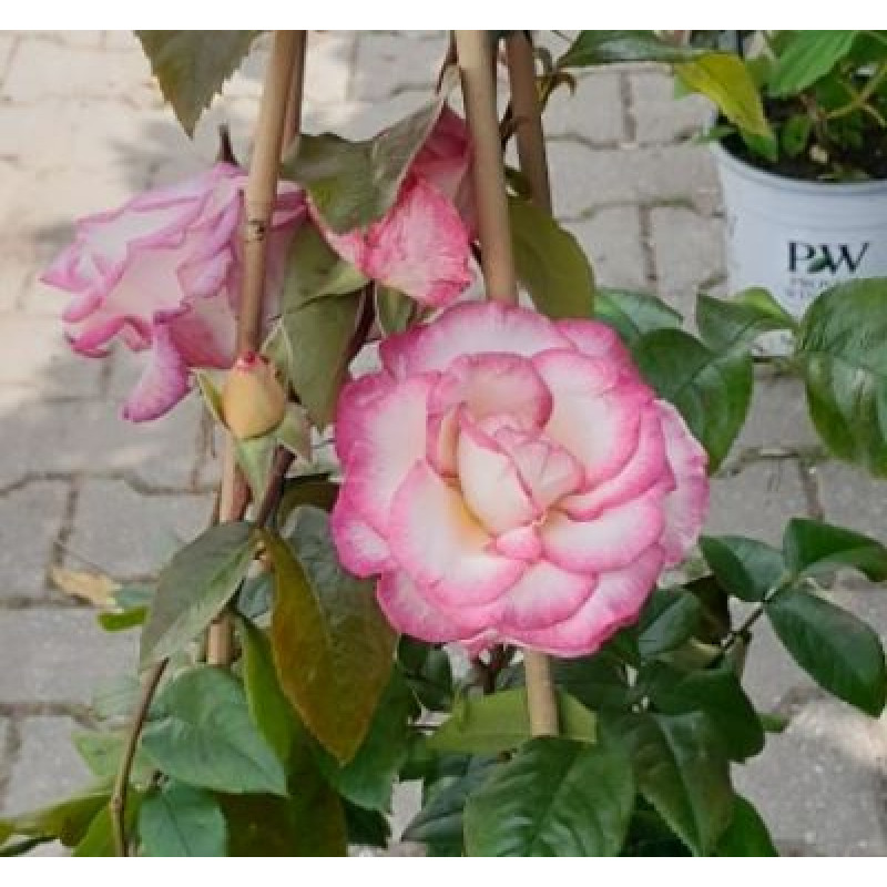 Händel ruža popínavá kvitne opakovane voňavá odolná