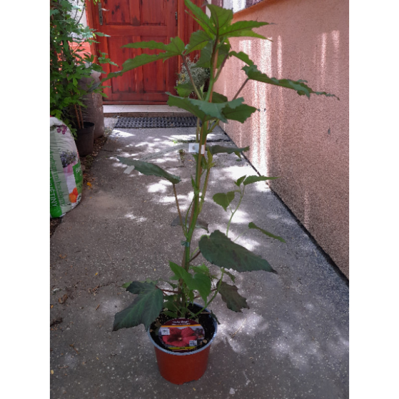 Holy Grail Summerific ibistek bahenný hibiscus moscheutos sadenice predaj