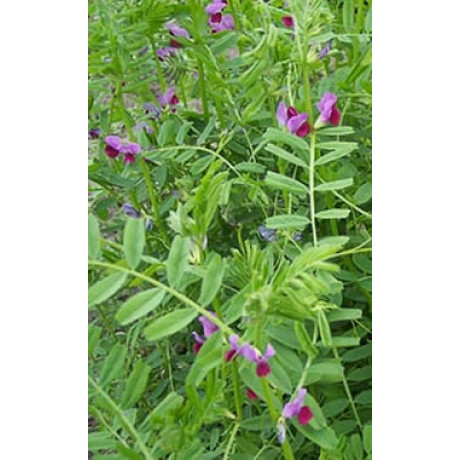 Vika jarná Vicia sativa 1kg