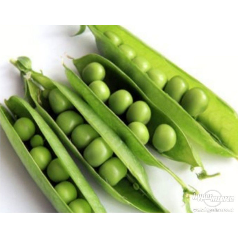 Gloriosa Hrach stredne skorý semena