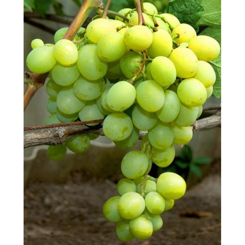 Krasavčík vinič stolový rezistentný