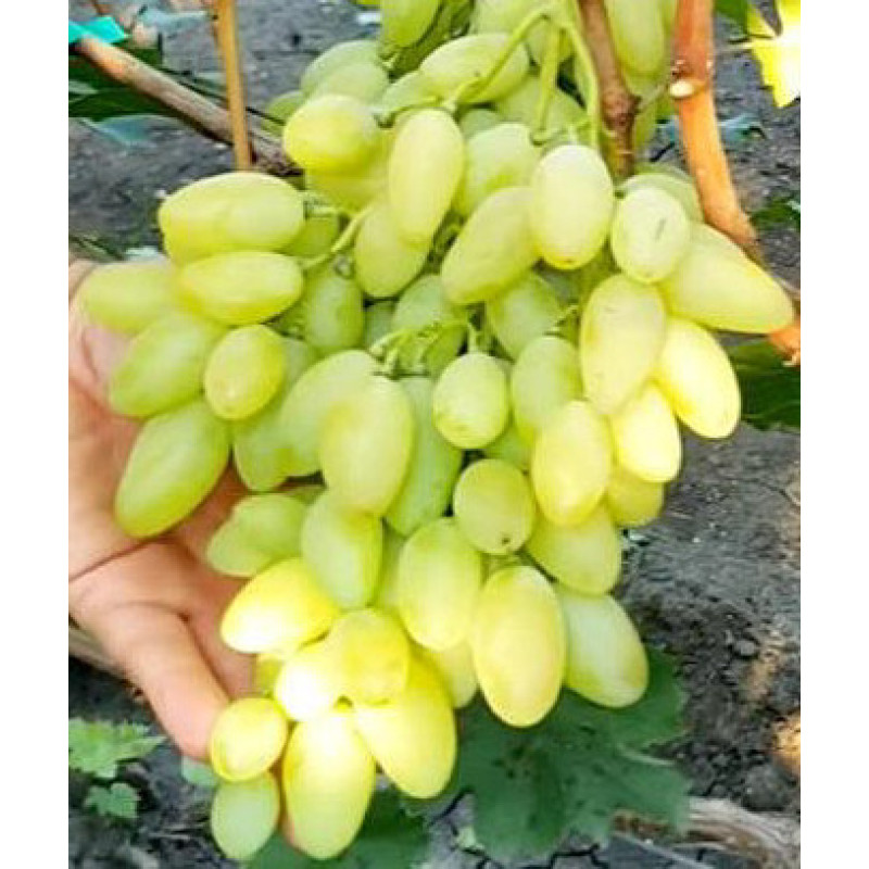 Belaja Akacia vinič stolový veľmi skorý rezistentný