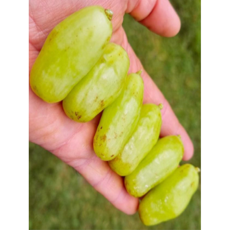 Belaja Ledi vinič stolový rezistentný