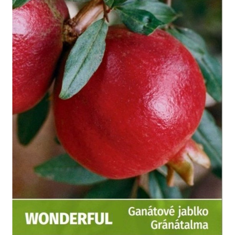 Wonderful Granátové jablko samoopelivé