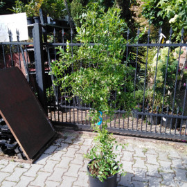 Ziziphus jujuba čínska ďatla veľmi hodnotné ovocie ker a strom